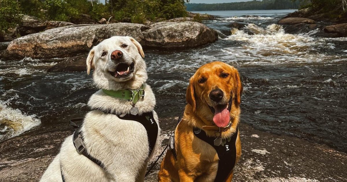 New 2026 Manitoba Adventure Dog duo chosen to explore pet-friendly ...